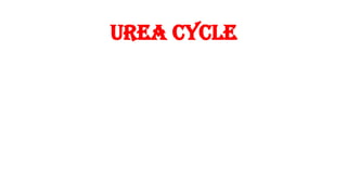 Urea cycle. (protein metabolism) pptx | PPTX