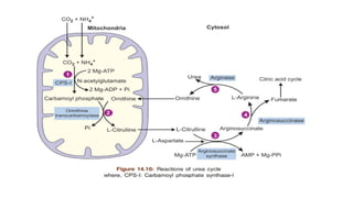 Urea cycle. (protein metabolism) pptx | PPTX