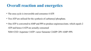 Urea cycle. (protein metabolism) pptx | PPTX