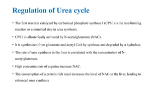 Urea cycle. (protein metabolism) pptx | PPTX