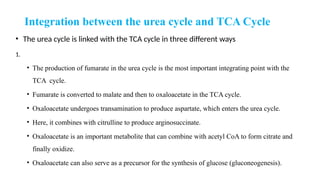 Urea cycle. (protein metabolism) pptx | PPTX
