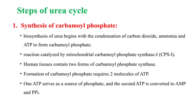 Urea cycle. (protein metabolism) pptx | PPTX | Chemistry | Science