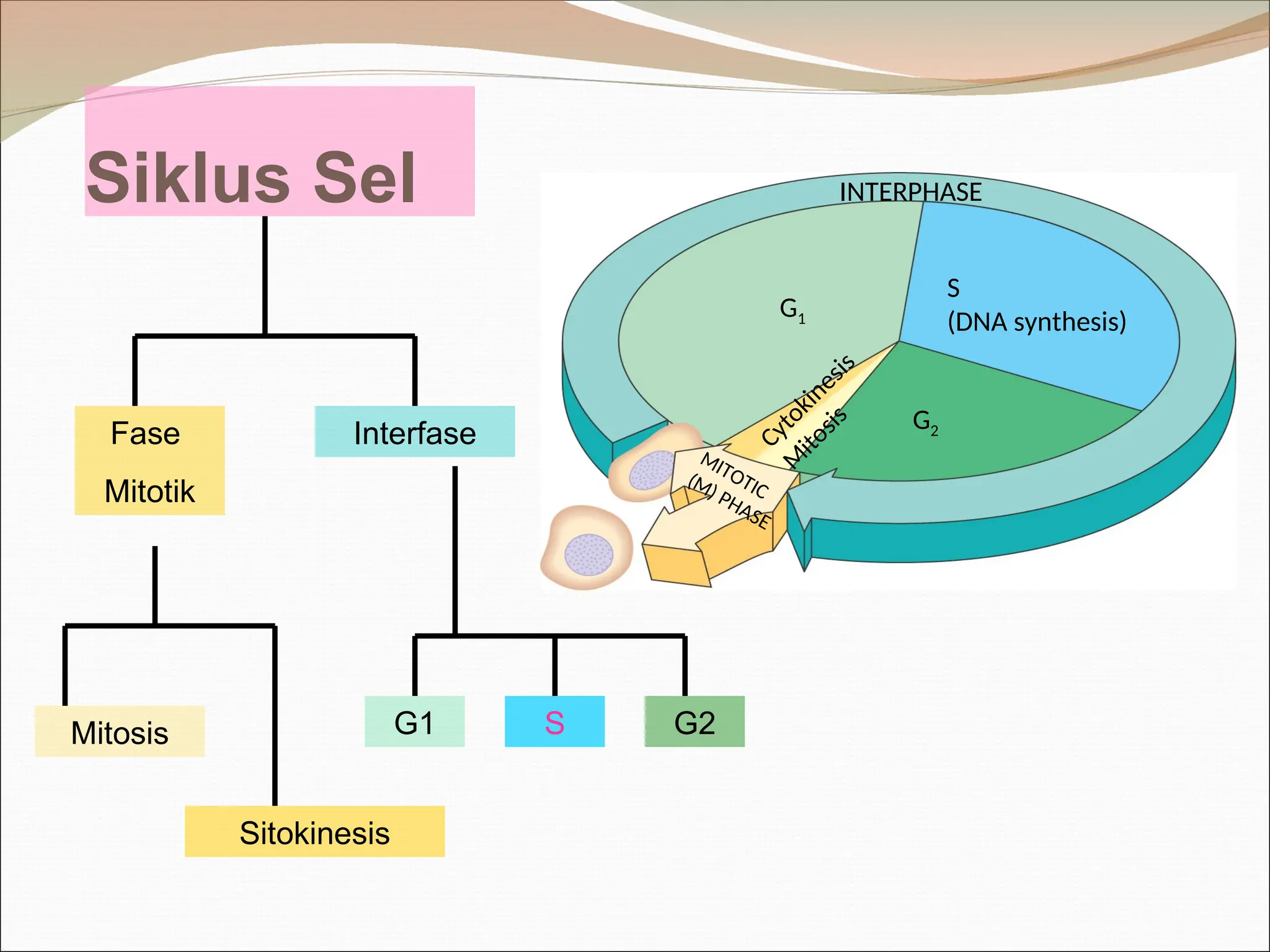 Slide tentang Organel SEL DAN PEMBELAHAN SEL | PPT