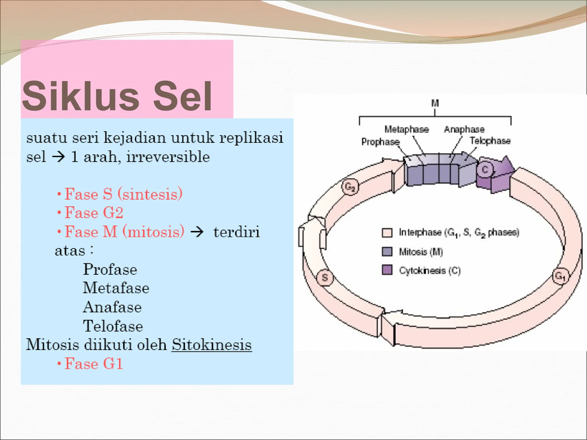 Slide tentang Organel SEL DAN PEMBELAHAN SEL | PPT
