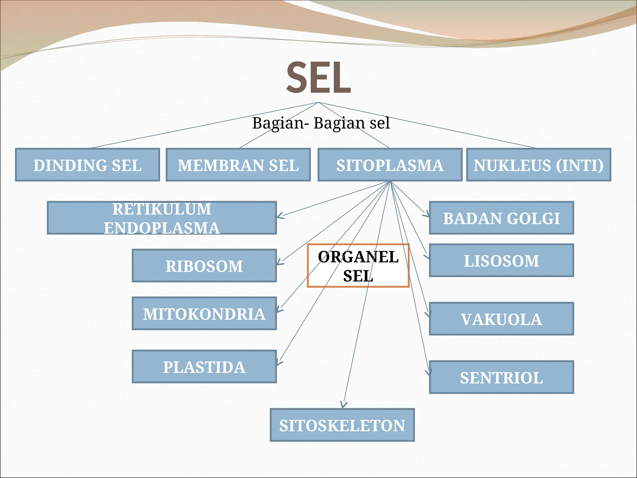 Slide tentang Organel SEL DAN PEMBELAHAN SEL | PPT