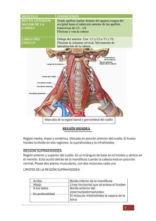 4.3. Guía Completa de la Anatomía del Cuello.pdf