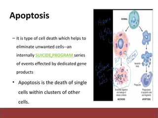 4. necrosis in details. apoptosis also . | PPTX | Blood Disorders ...