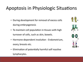 4. necrosis in details. apoptosis also . | PPTX | Blood Disorders ...