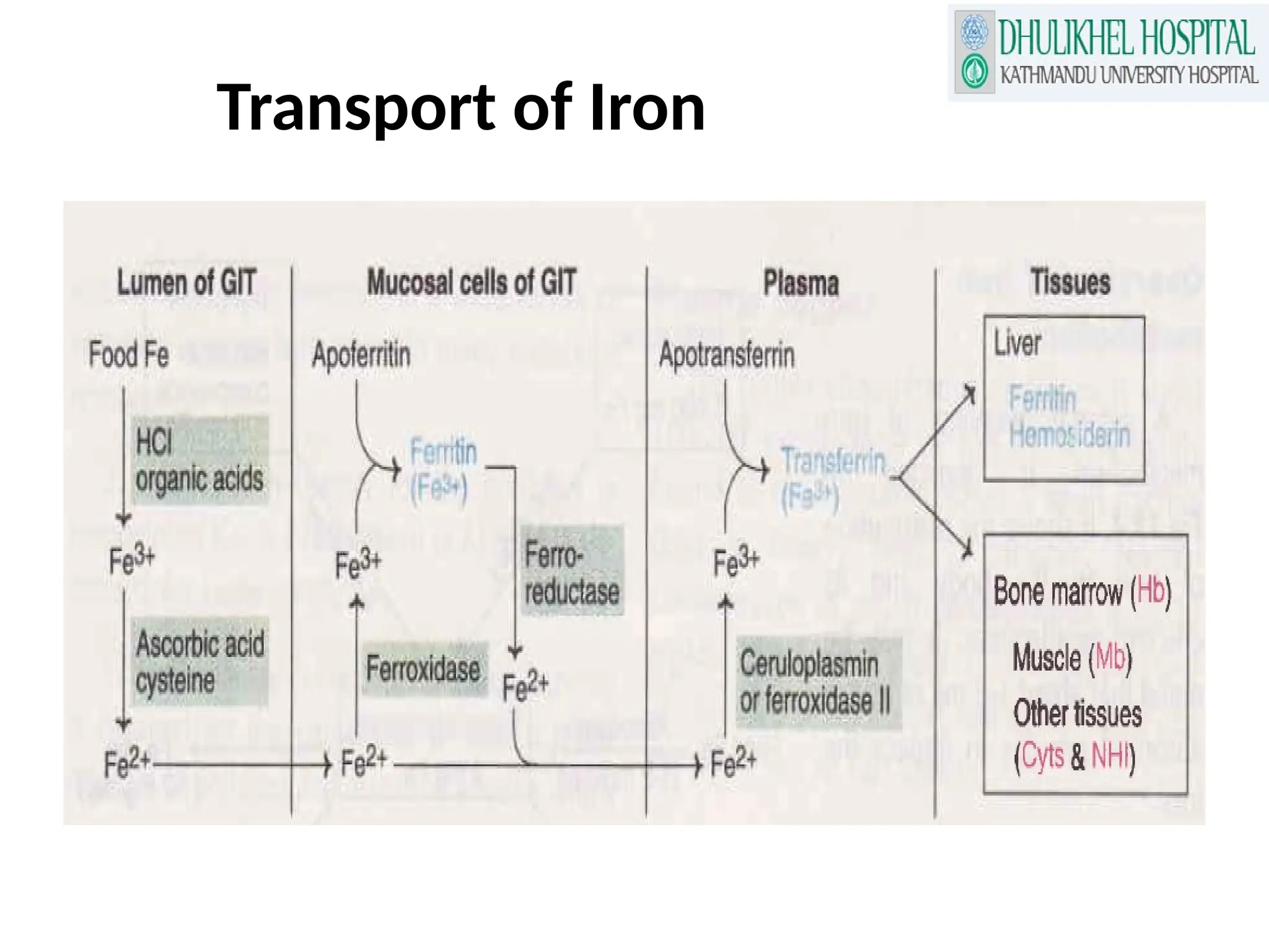 Iron Metabolism for Laboratory medicine and nursing.pptx | Digestive Disorders | Diseases and ...