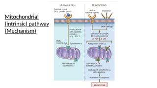 4. Trauma and Cell Injury Modified Remisha.pptx