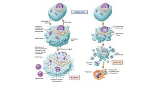 4. Trauma and Cell Injury Modified Remisha.pptx