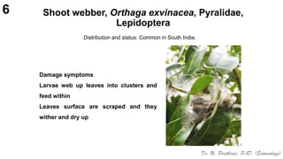 Pests of Mango_Bionomics_Management_Dr.UPR.pdf