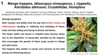 Pests of Mango_Bionomics_Management_Dr.UPR.pdf