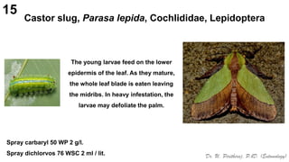 Pests of Mango_Bionomics_Management_Dr.UPR.pdf