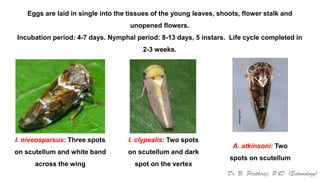 Pests of Mango_Bionomics_Management_Dr.UPR.pdf