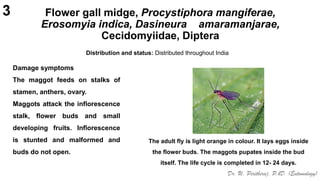 Pests of Mango_Bionomics_Management_Dr.UPR.pdf