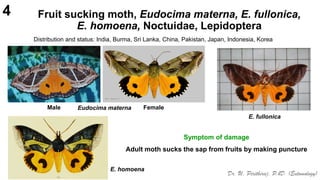 Pests of Citrus_Identification_Management_Dr.UPR.pdf