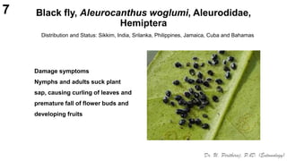 Pests of Citrus_Identification_Management_Dr.UPR.pdf