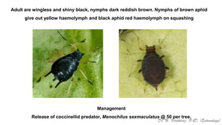 Pests of Citrus_Identification_Management_Dr.UPR.pdf