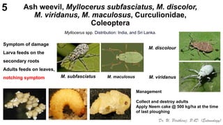 Pests of Sapota_Identification_IPM_Dr.UPR.pdf