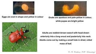 Pests of Sapota_Identification_IPM_Dr.UPR.pdf
