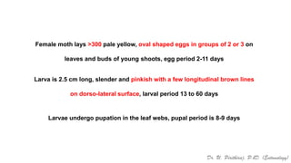 Pests of Sapota_Identification_IPM_Dr.UPR.pdf