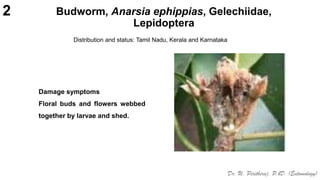 Pests of Sapota_Identification_IPM_Dr.UPR.pdf