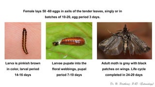 Pests of Sapota_Identification_IPM_Dr.UPR.pdf