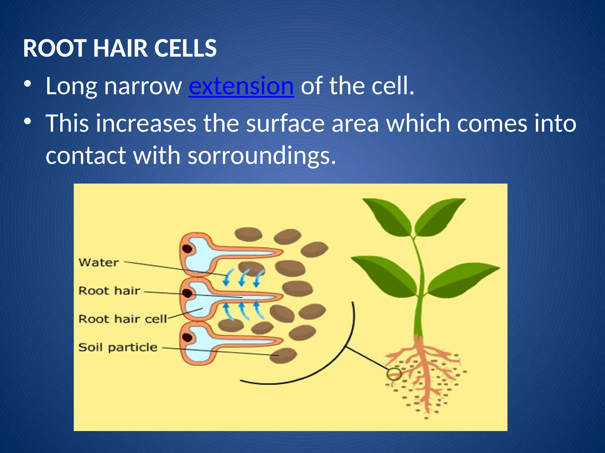 4.-CELL-MODIFICATION.pptxHJDJDJKJFFKJFKJ | PPTX
