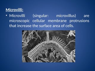 4.-CELL-MODIFICATION.pptxHJDJDJKJFFKJFKJ | PPTX