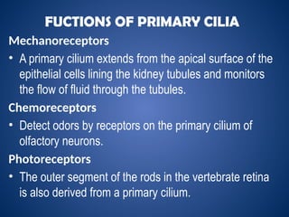 4.-CELL-MODIFICATION.pptxHJDJDJKJFFKJFKJ | PPTX