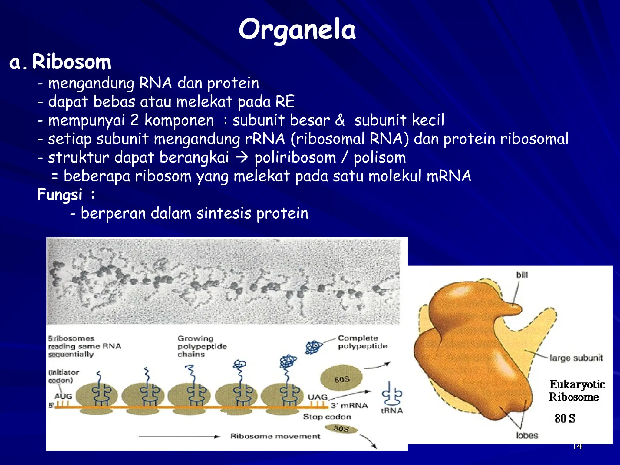 Struktur Tubuh manusia (Biologi Manusia) | PPT