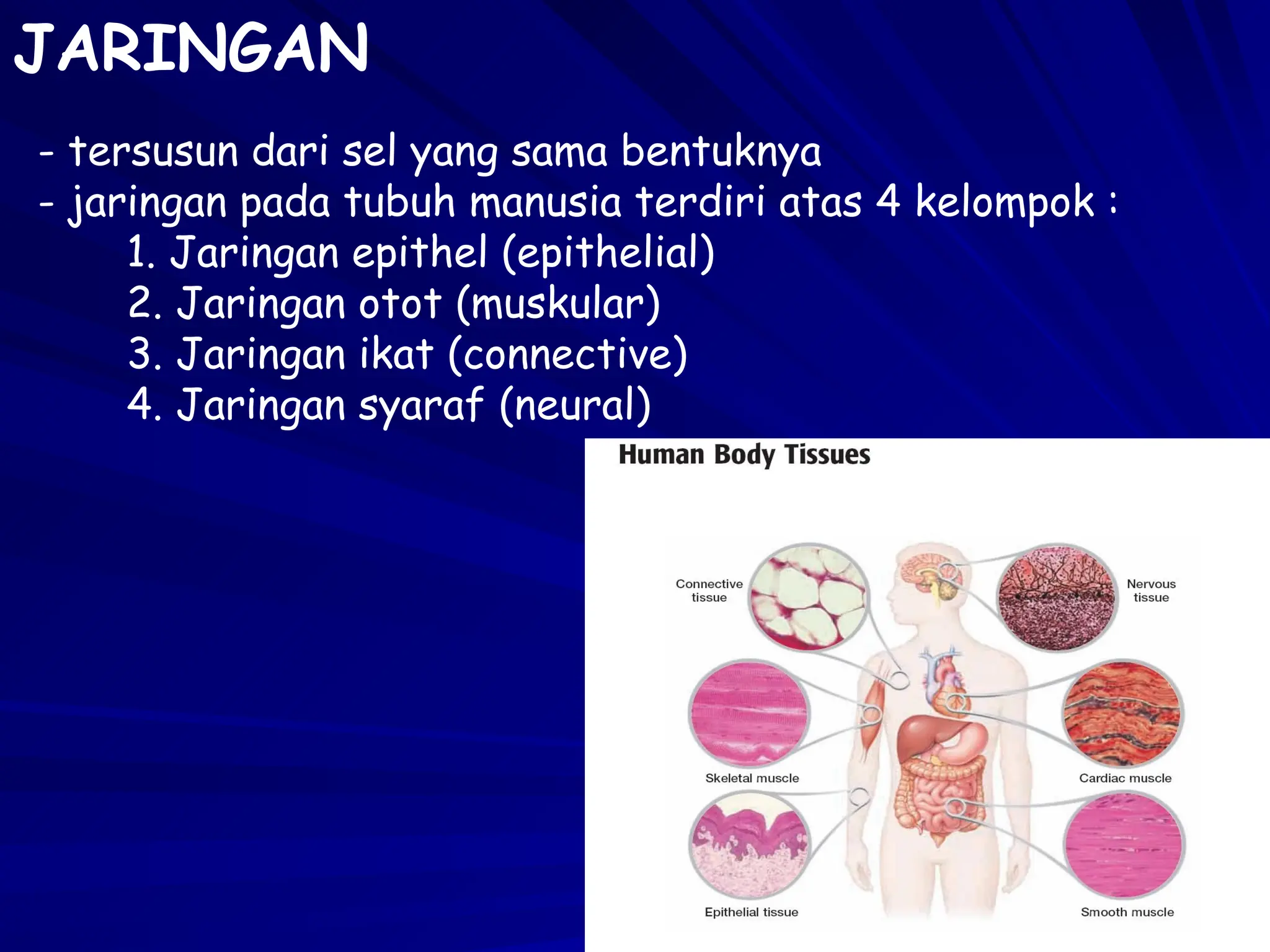 Struktur Tubuh manusia (Biologi Manusia) | PPT