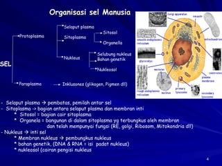 Struktur Tubuh manusia (Biologi Manusia) | PPT