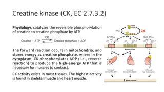 4.Cardiac Enzymes and protein in heart disease | PDF