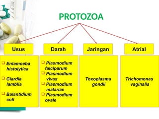 4. PROTOZOA LUxxxxxxxxxxxxxxxxMINAL & INTESTINAL.ppt