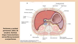 Anatomía del peritoneo: descripcion de funciones.pptx