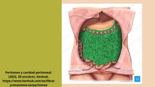 Anatomía del peritoneo: descripcion de funciones.pptx