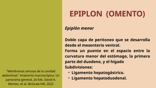 Anatomía del peritoneo: descripcion de funciones.pptx