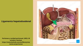 Anatomía del peritoneo: descripcion de funciones.pptx