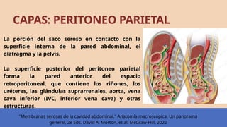 Anatomía del peritoneo: descripcion de funciones.pptx