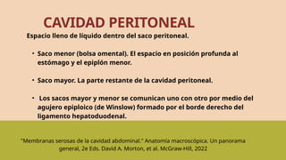 Anatomía del peritoneo: descripcion de funciones.pptx