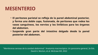 Anatomía del peritoneo: descripcion de funciones.pptx