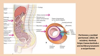 Anatomía del peritoneo: descripcion de funciones.pptx