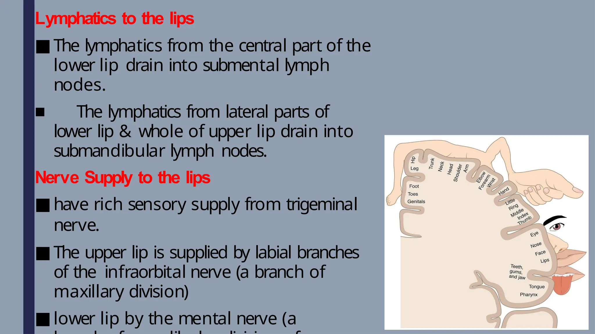 4. Oral Cavity anatomy ,vasculation and lympatic drainage | PPTX | Ear ...