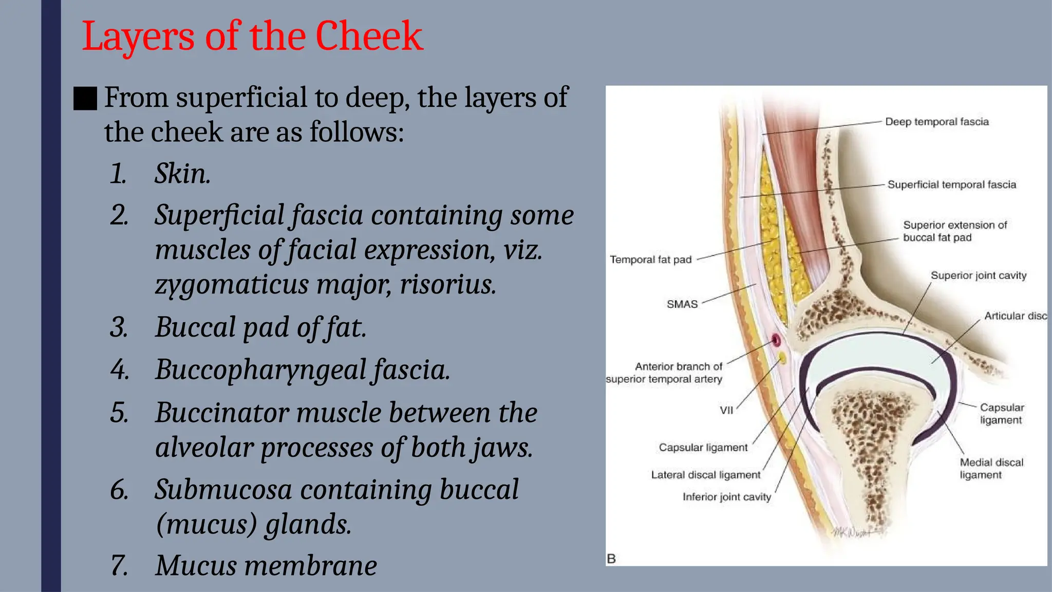 4. Oral Cavity anatomy ,vasculation and lympatic drainage | PPTX | Ear ...