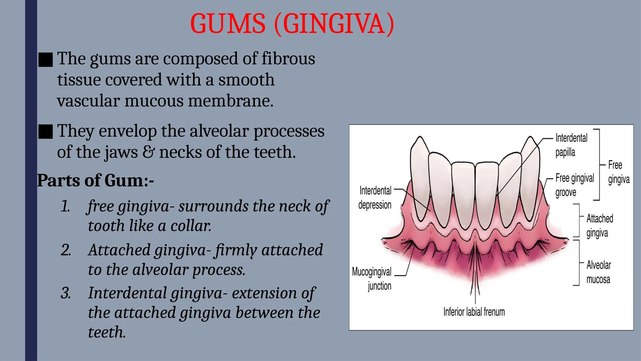 4. Oral Cavity anatomy ,vasculation and lympatic drainage | PPTX | Ear ...