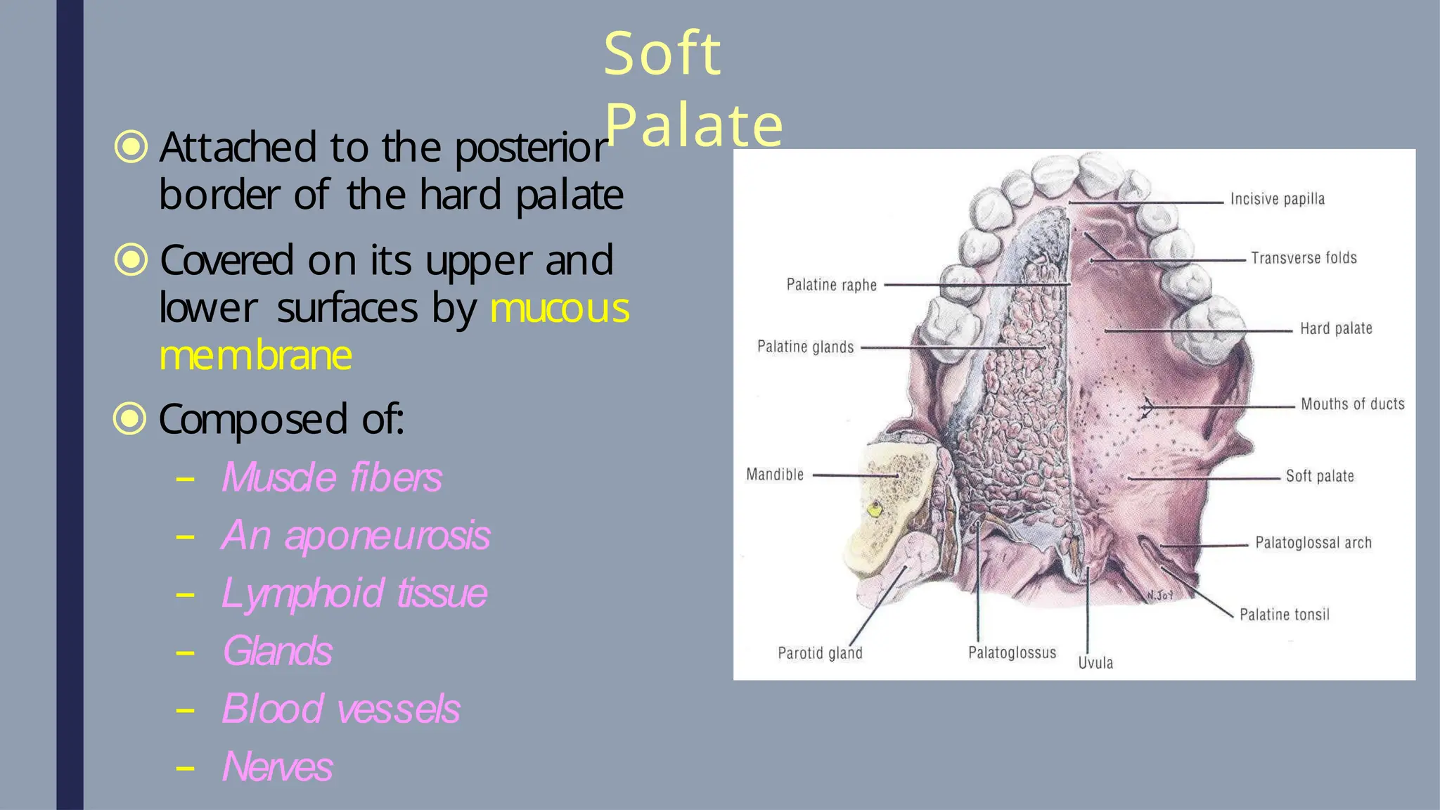 4. Oral Cavity anatomy ,vasculation and lympatic drainage | PPTX | Ear ...