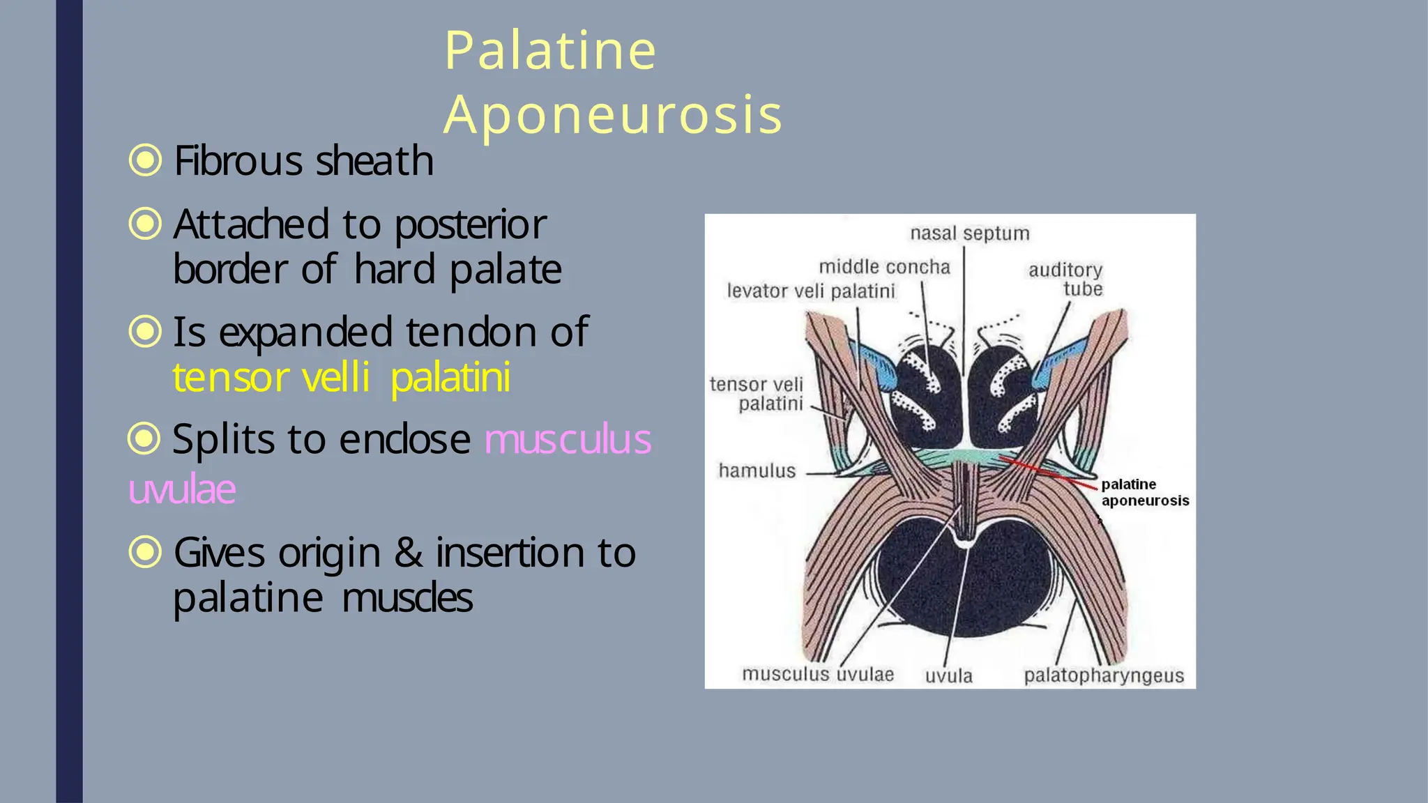 4. Oral Cavity anatomy ,vasculation and lympatic drainage | PPTX | Ear ...