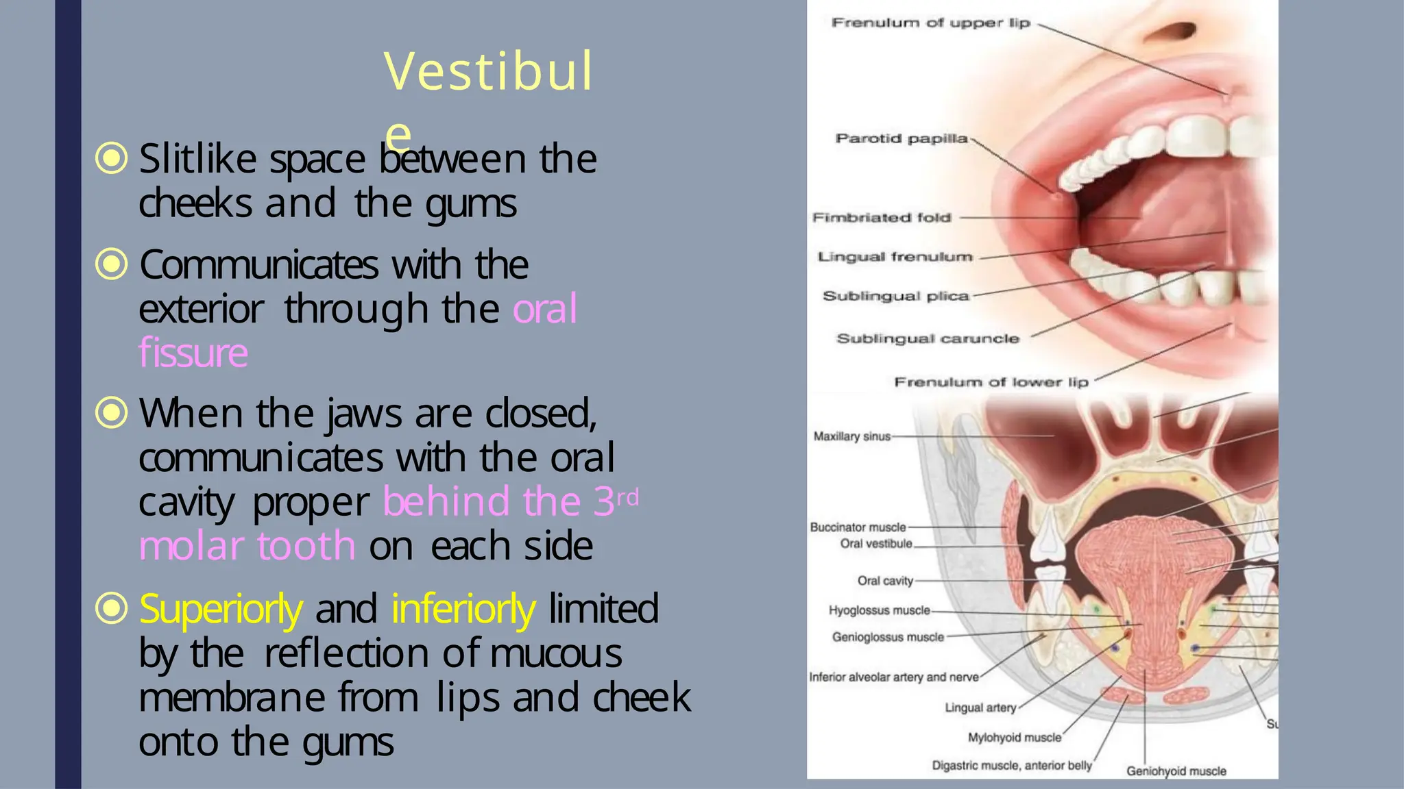 4. Oral Cavity anatomy ,vasculation and lympatic drainage | PPTX | Ear ...